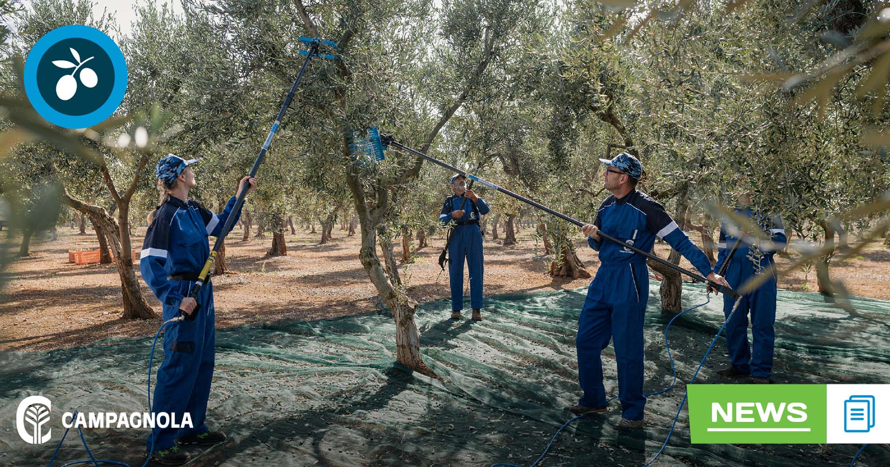 Tout savoir sur la récolte des olives: période et techniques